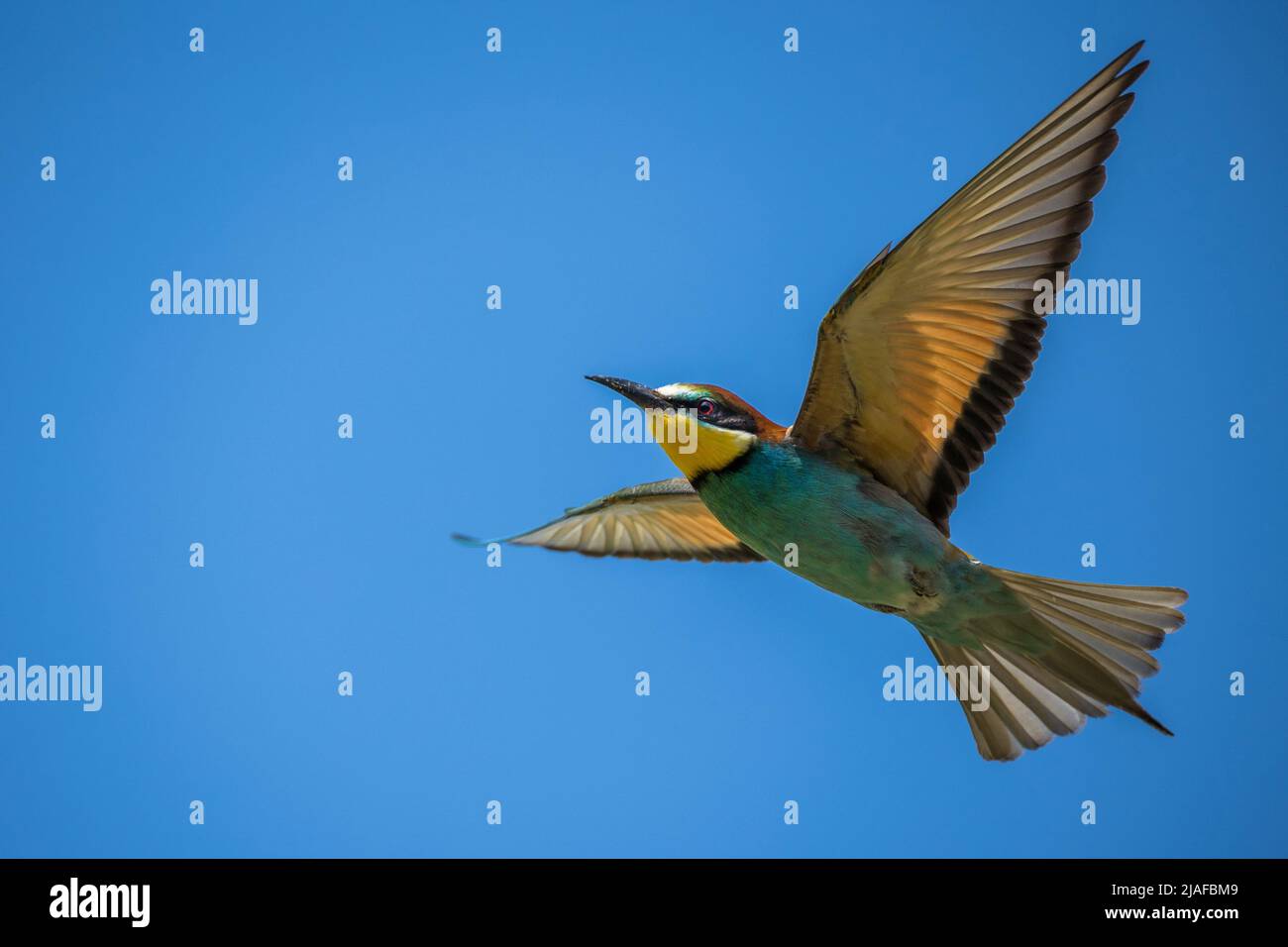 European bee eater (Merops apiaster), in flight, view from below ...