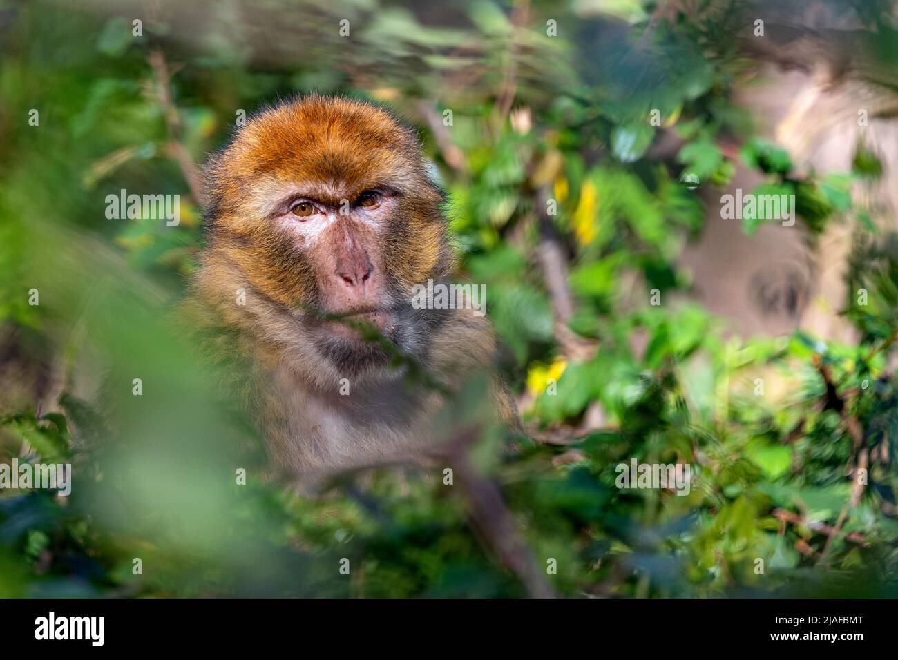 barbary ape, barbary macaque (Macaca sylvanus), hidden in thicket Stock Photo - Alamy