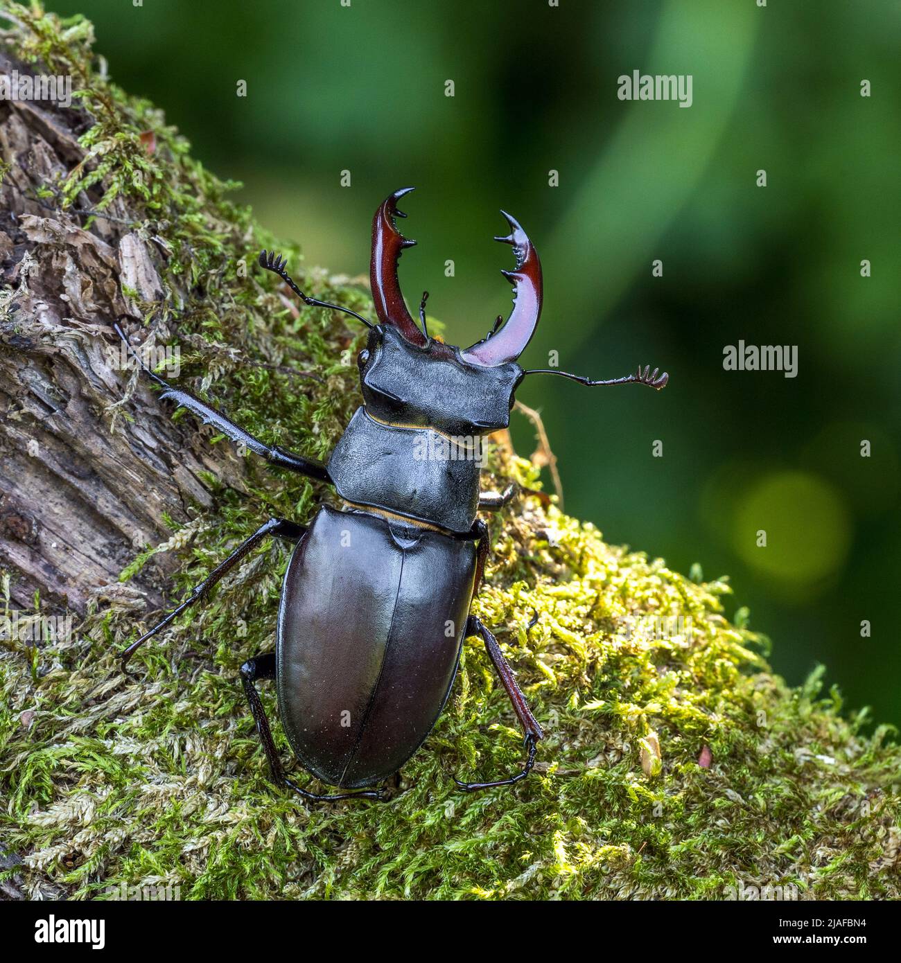 stag beetle, European stag beetle (Lucanus cervus), male sitting on ...