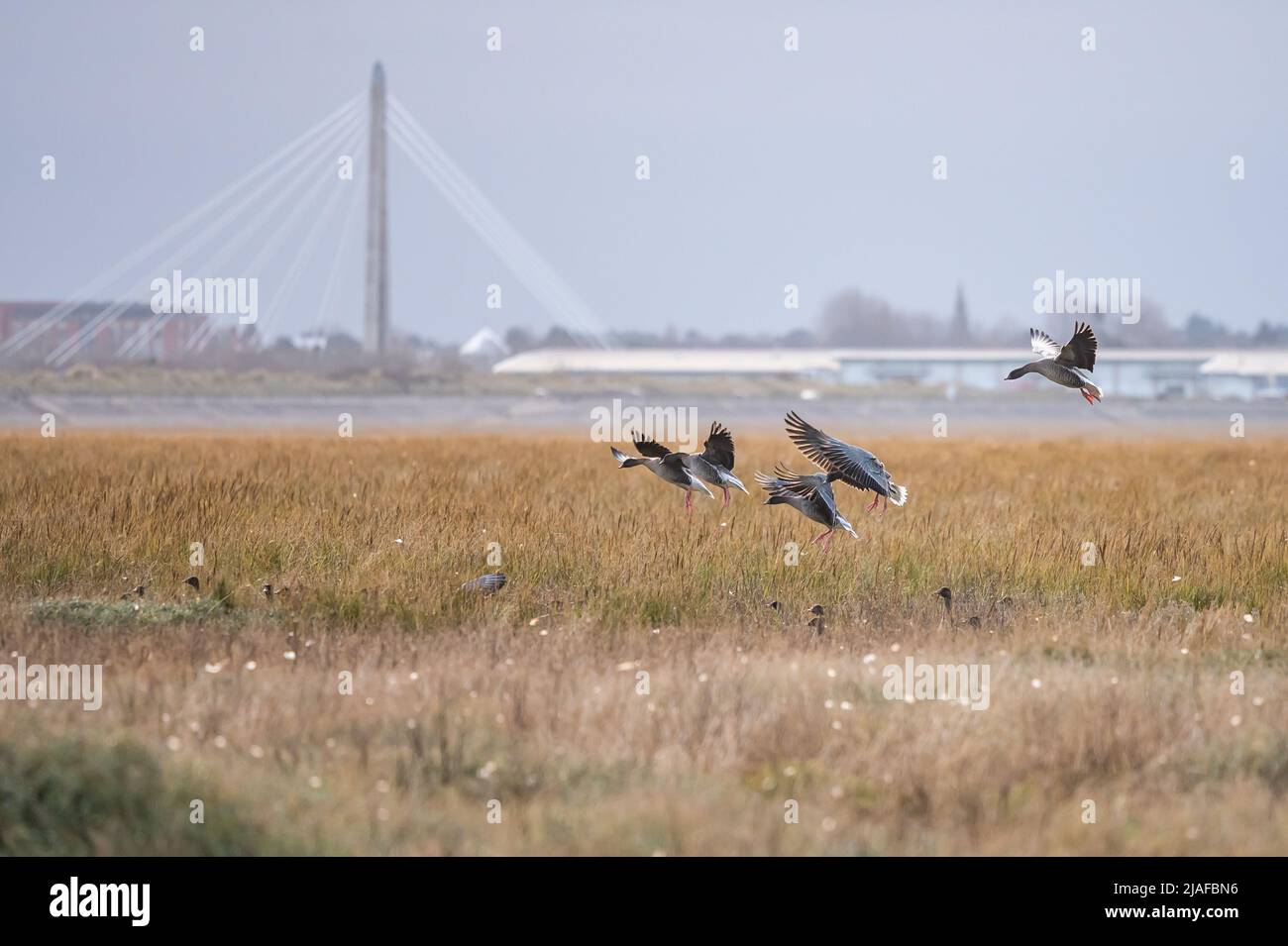 Marshside RSPB Site, Southport, England Stock Photo - Alamy