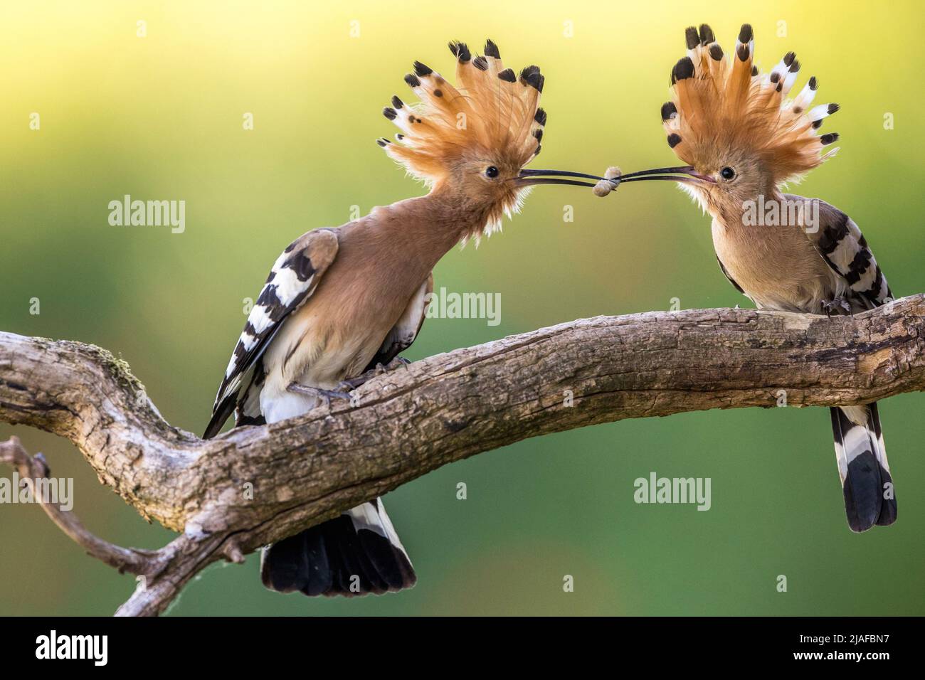 hoopoe (Upupa epops), displaying pair, Germany, Baden-Wuerttemberg ...