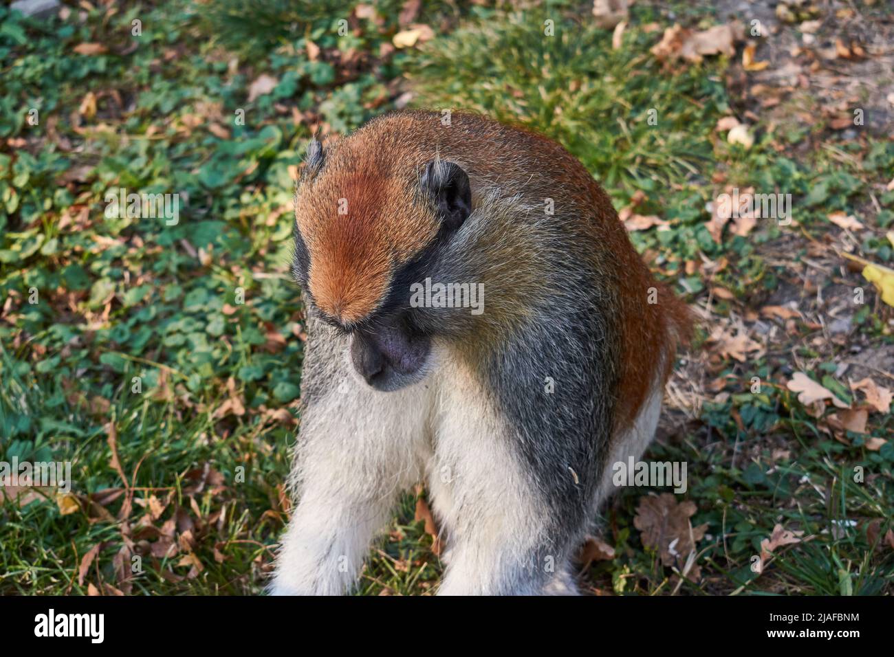 The common patas monkey (Erythrocebus patas), the wadi monkey or hussar ...