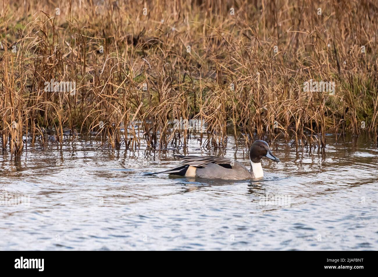 Marshside RSPB Site, Southport, England Stock Photo - Alamy