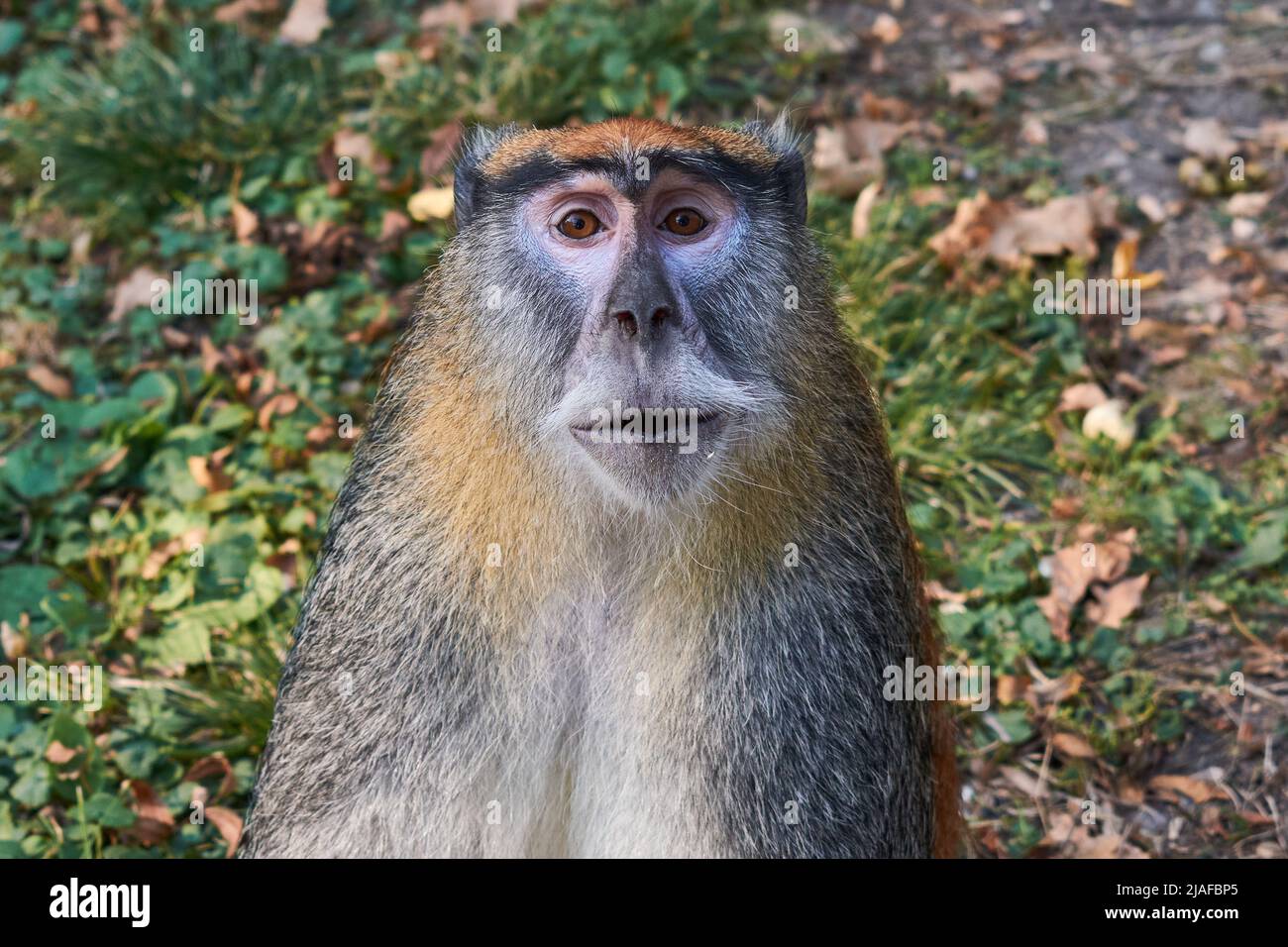 The common patas monkey (Erythrocebus patas), the wadi monkey or hussar ...