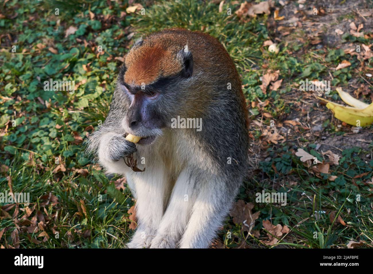 The common patas monkey (Erythrocebus patas), the wadi monkey or hussar ...