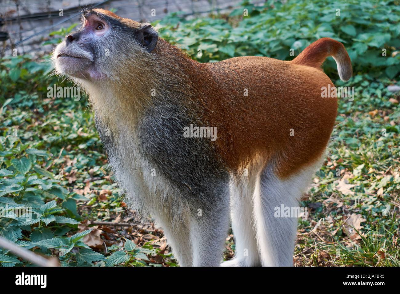 The common patas monkey (Erythrocebus patas), the wadi monkey or hussar ...