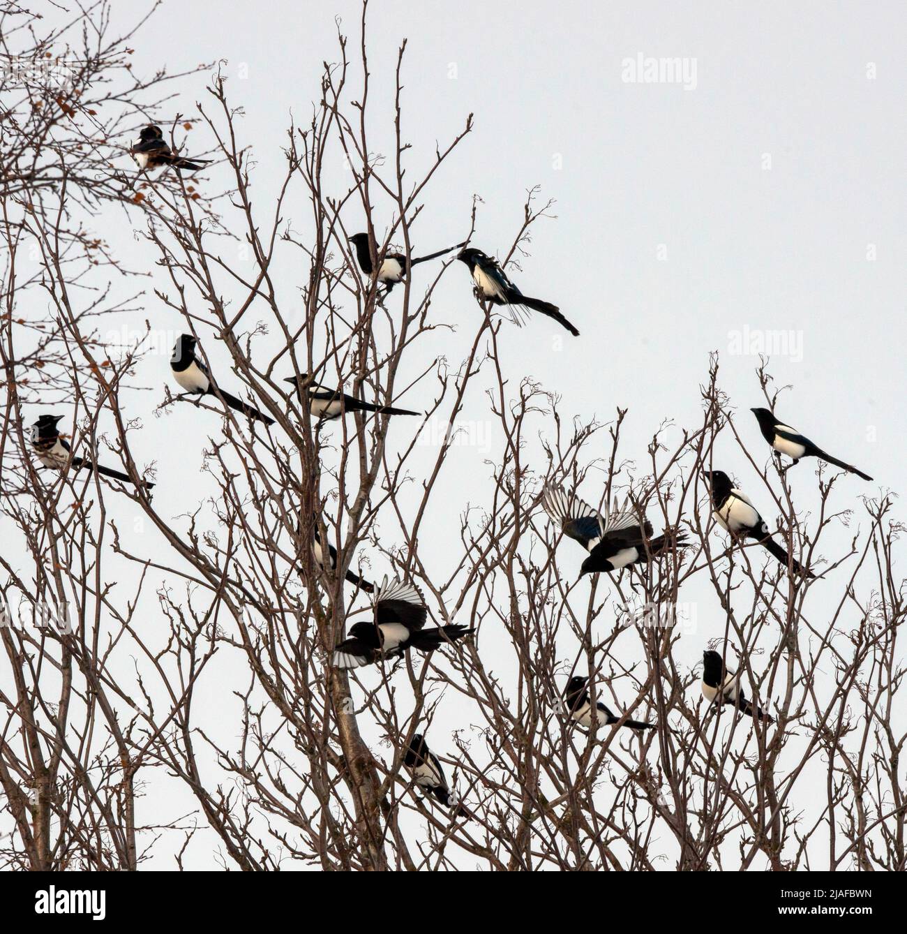 black-billed magpie (Pica pica), flock on a tree, Norway, Troms Stock ...