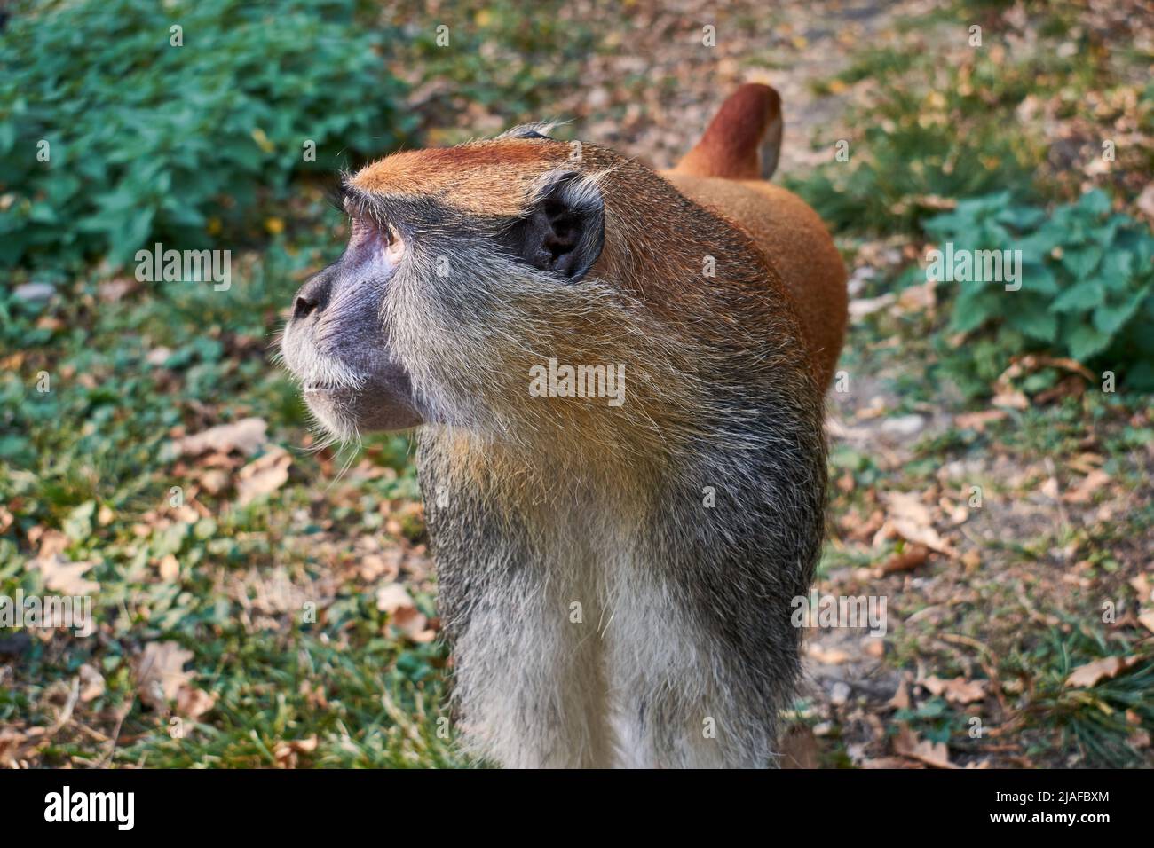 The common patas monkey (Erythrocebus patas), the wadi monkey or hussar ...