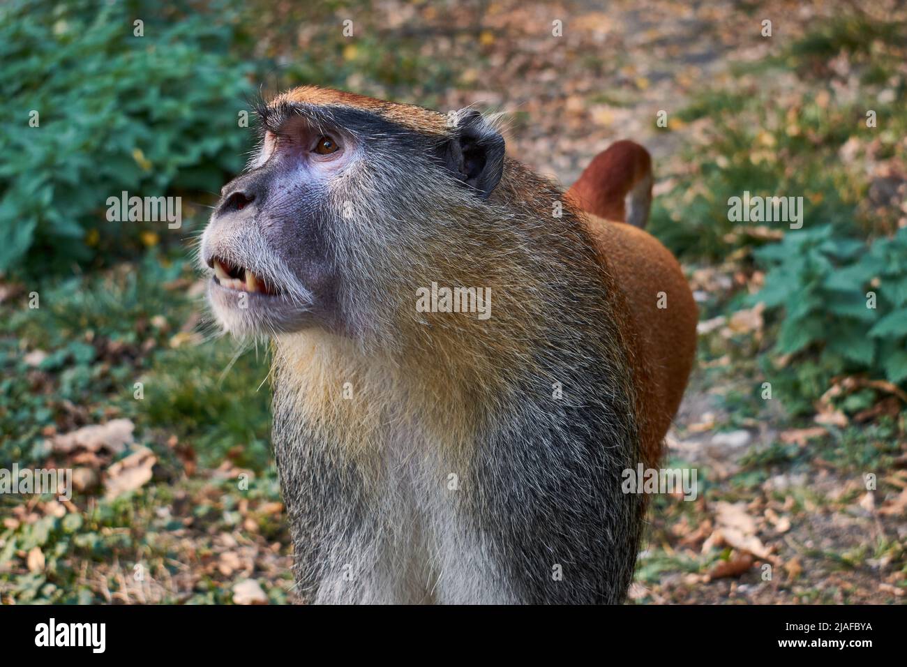 The common patas monkey (Erythrocebus patas), the wadi monkey or hussar ...