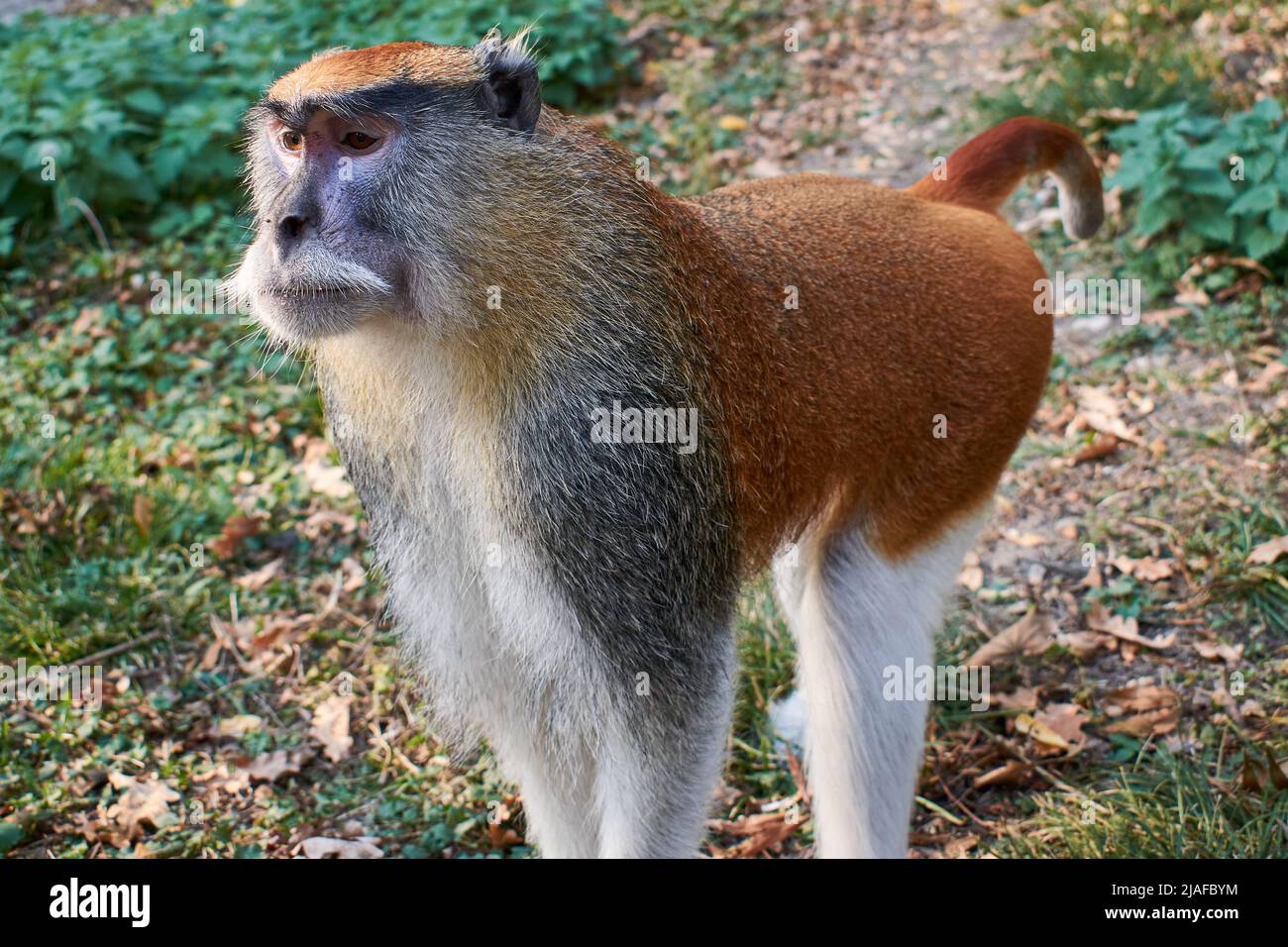 The common patas monkey (Erythrocebus patas), the wadi monkey or hussar ...