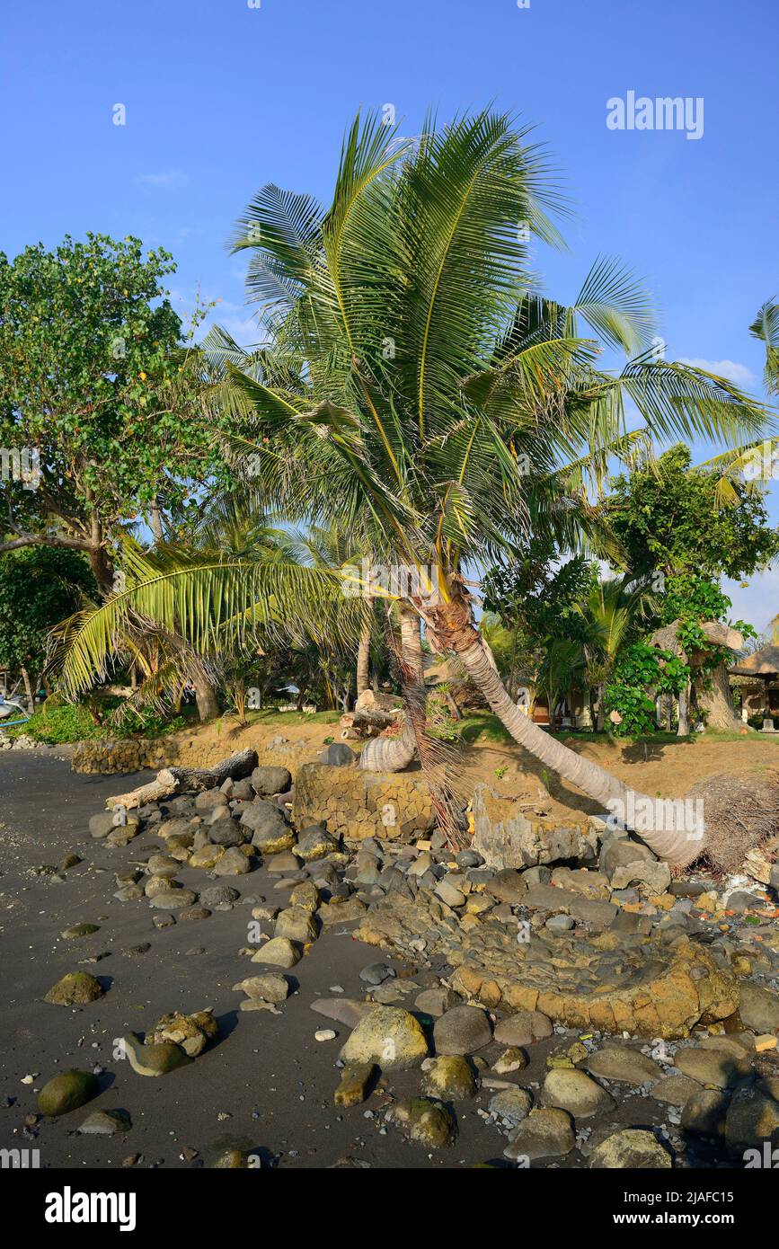 coconut palm (Cocos nucifera), on the black lava beach of Lovina ...