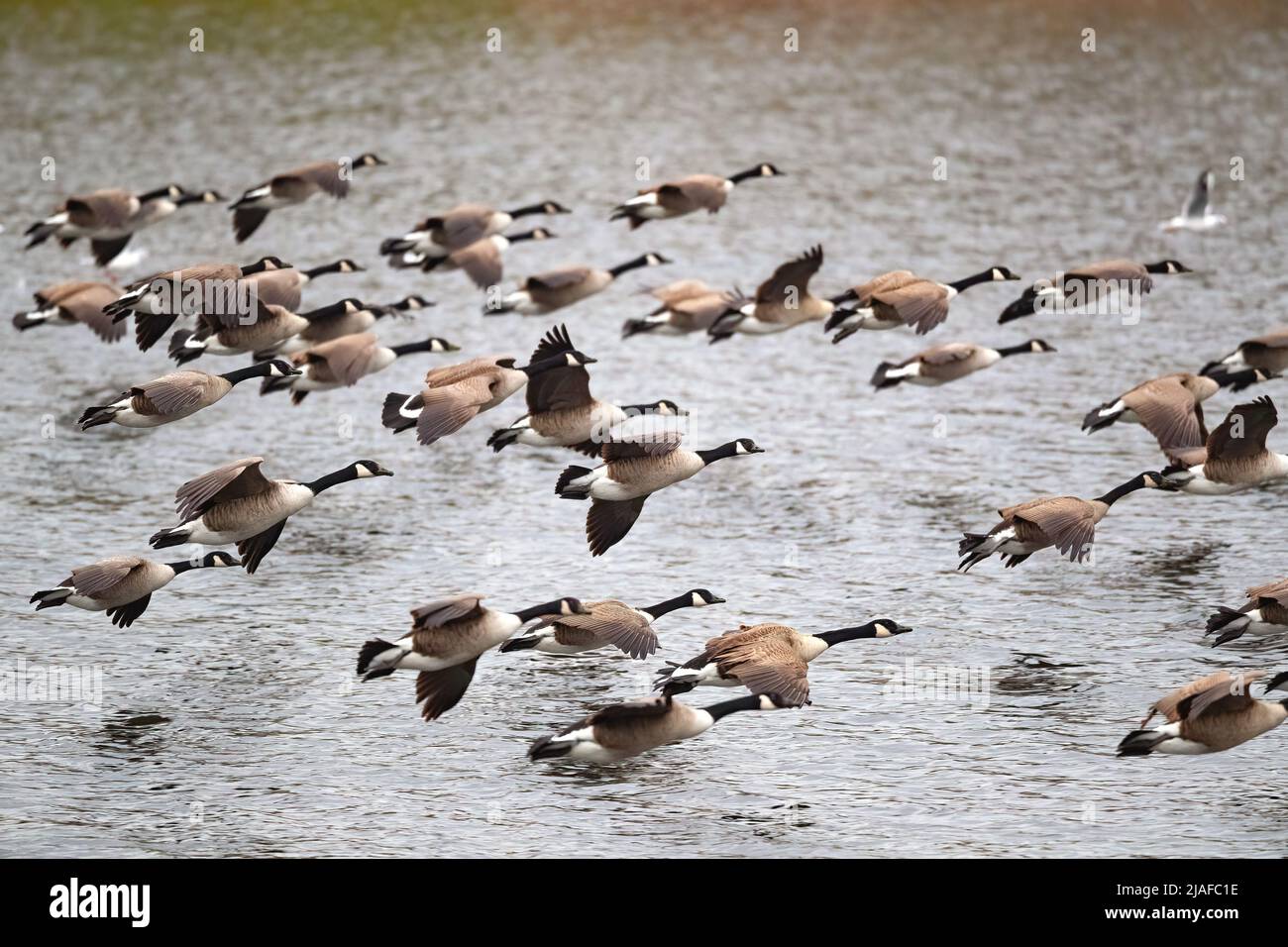 Canada goose flying over water hi-res stock photography and images - Alamy