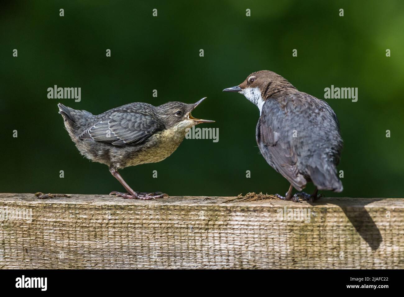 dipper (Cinclus cinclus), young bird begging for feed, Germany, Baden ...