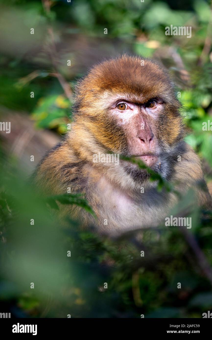barbary ape, barbary macaque (Macaca sylvanus), hidden in thicket Stock Photo - Alamy