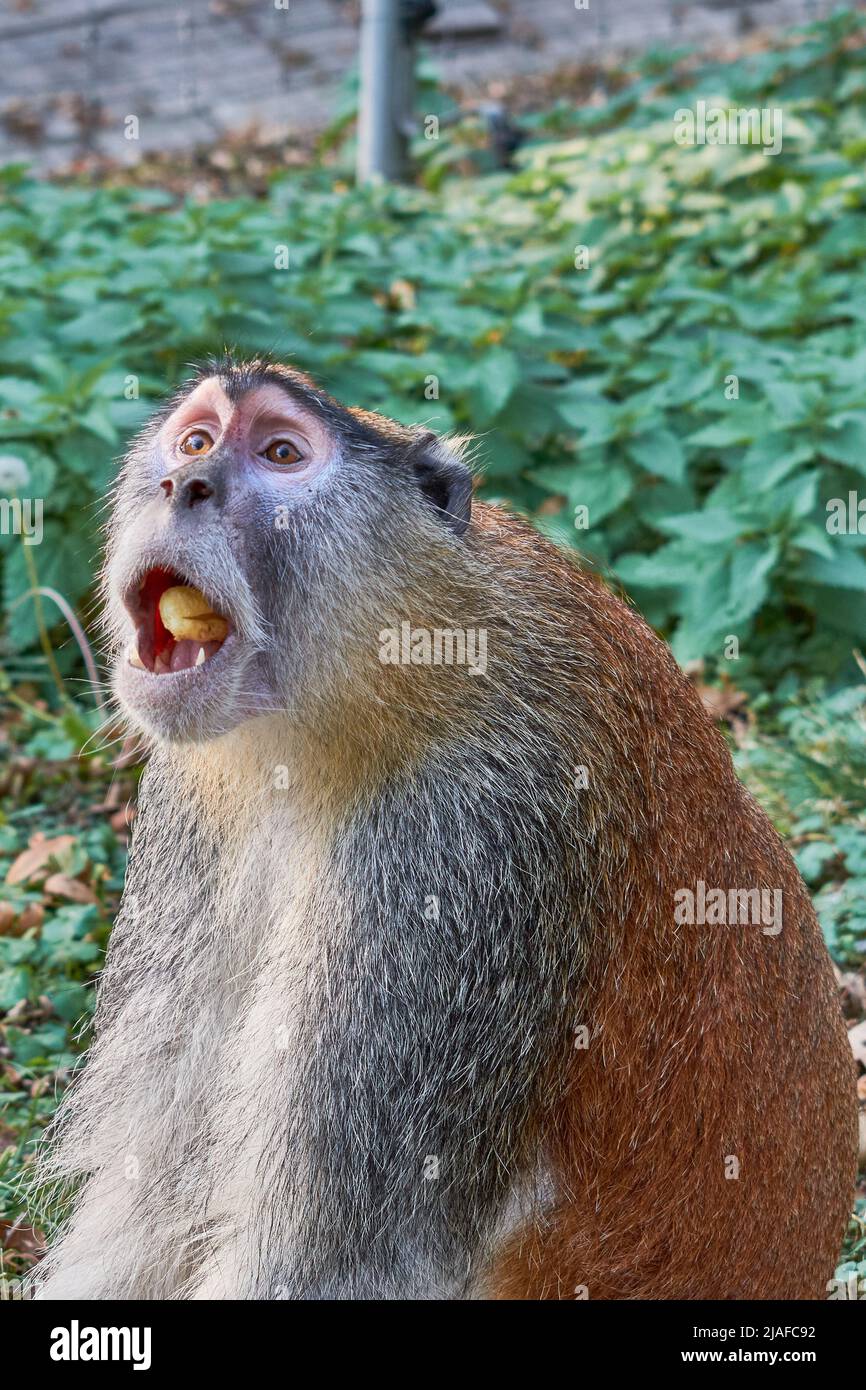 The common patas monkey (Erythrocebus patas), the wadi monkey or hussar ...