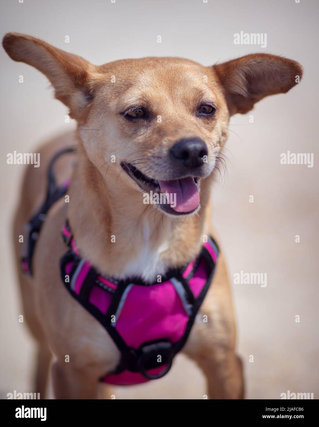 Close-up of a brown mixed-breed female dog wearing a pink harness in ...