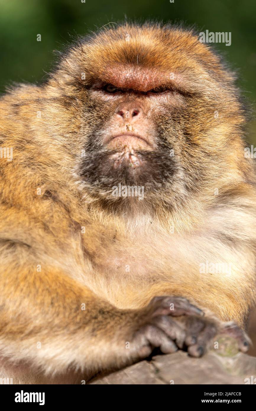 barbary ape, barbary macaque (Macaca sylvanus), crabby Stock Photo - Alamy
