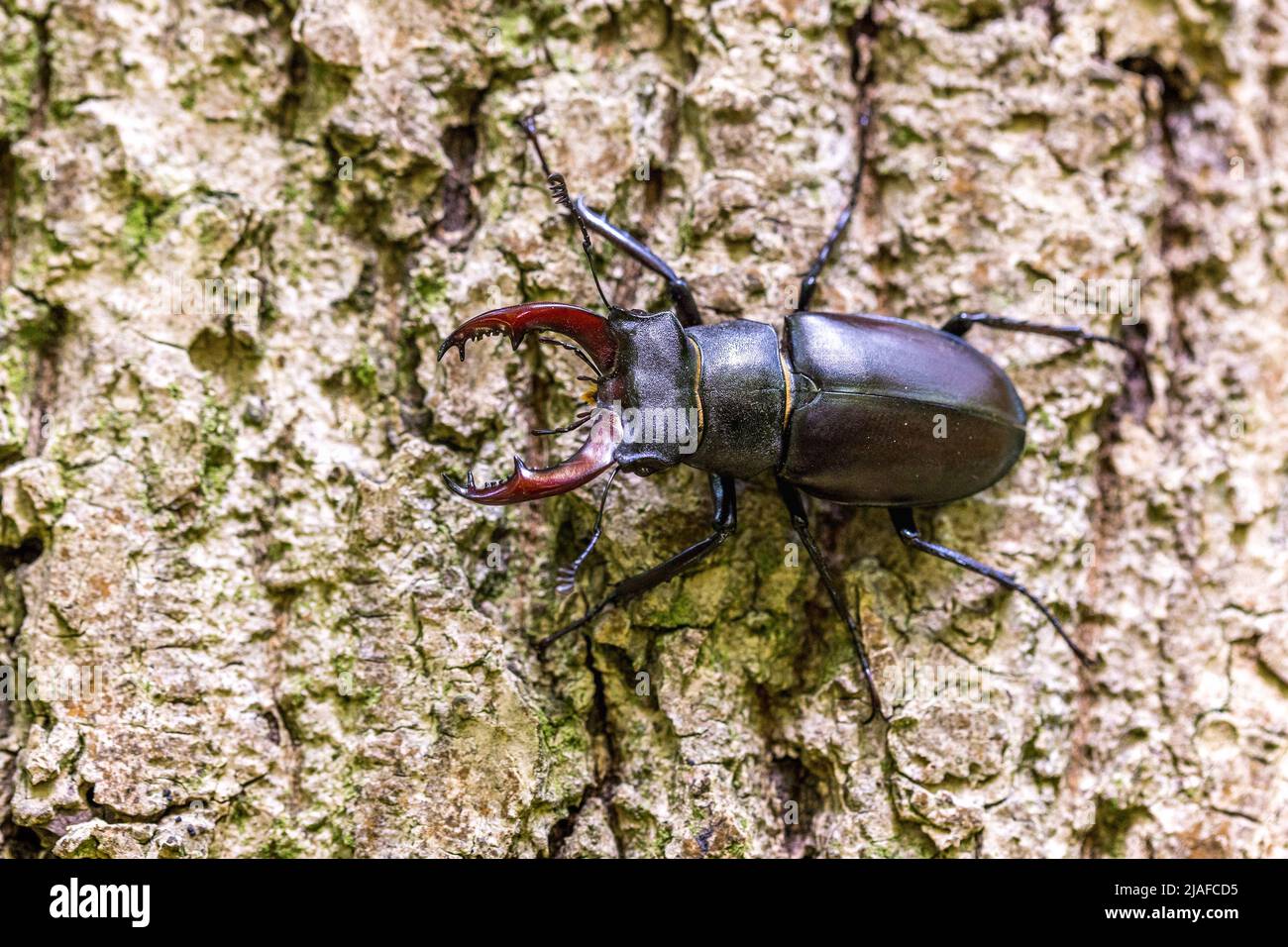 stag beetle, European stag beetle (Lucanus cervus), male sitting on ...