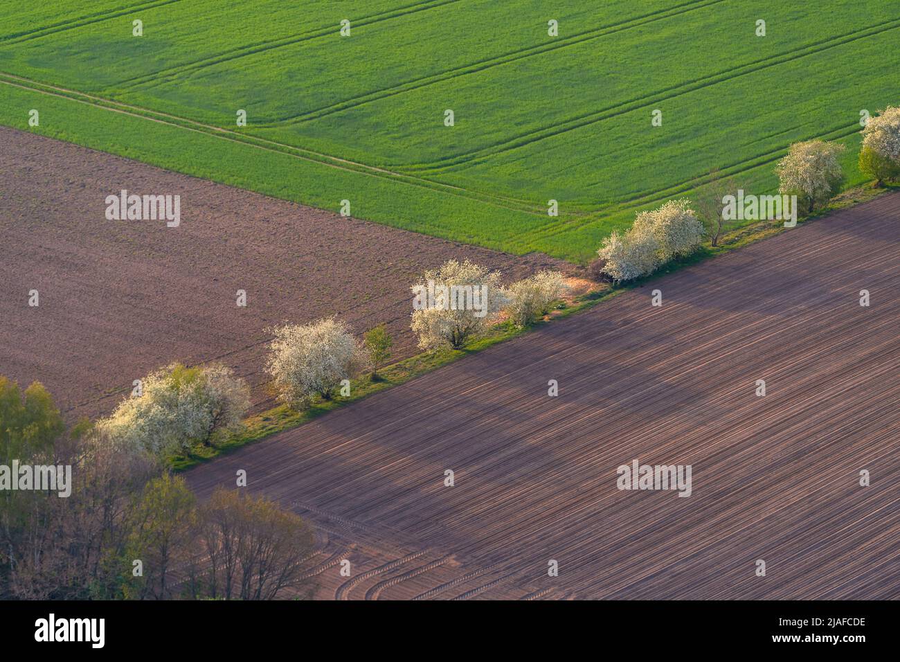 2022 cherry hi-res stock photography and images - Alamy