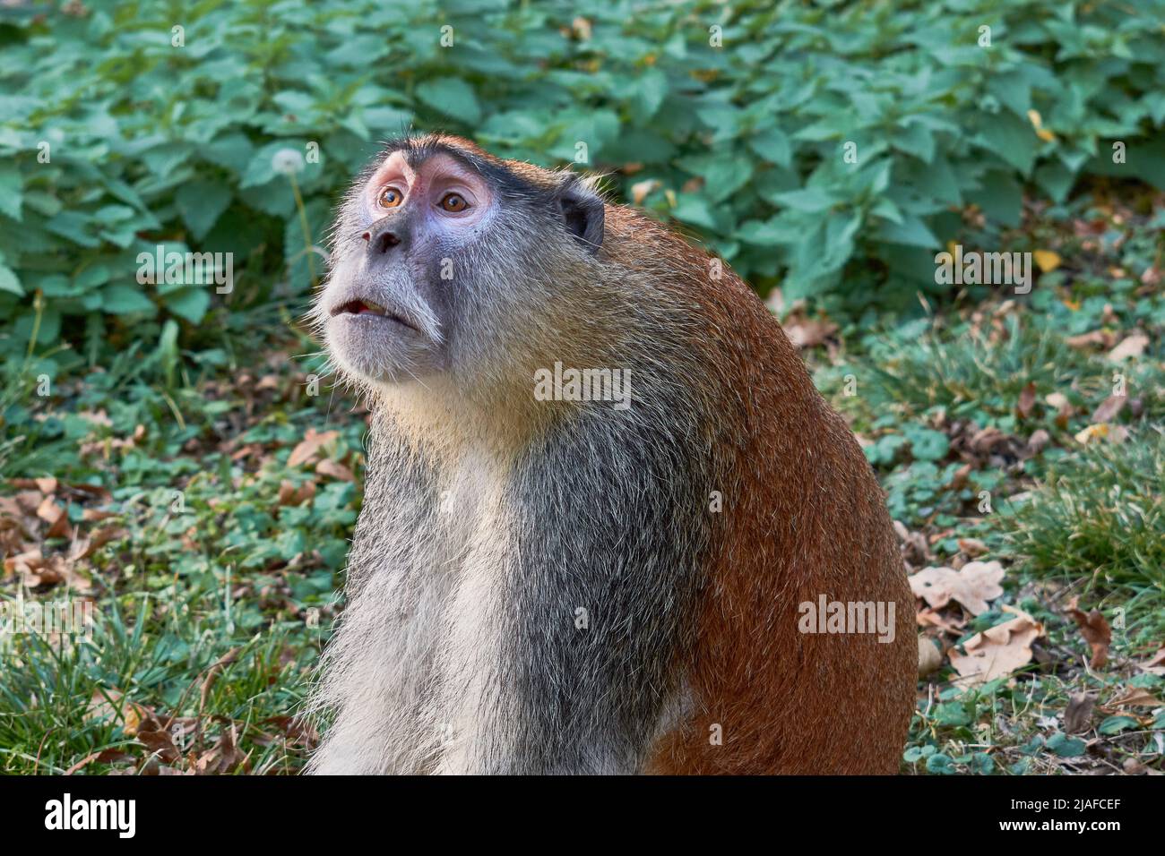 The common patas monkey (Erythrocebus patas), the wadi monkey or hussar ...