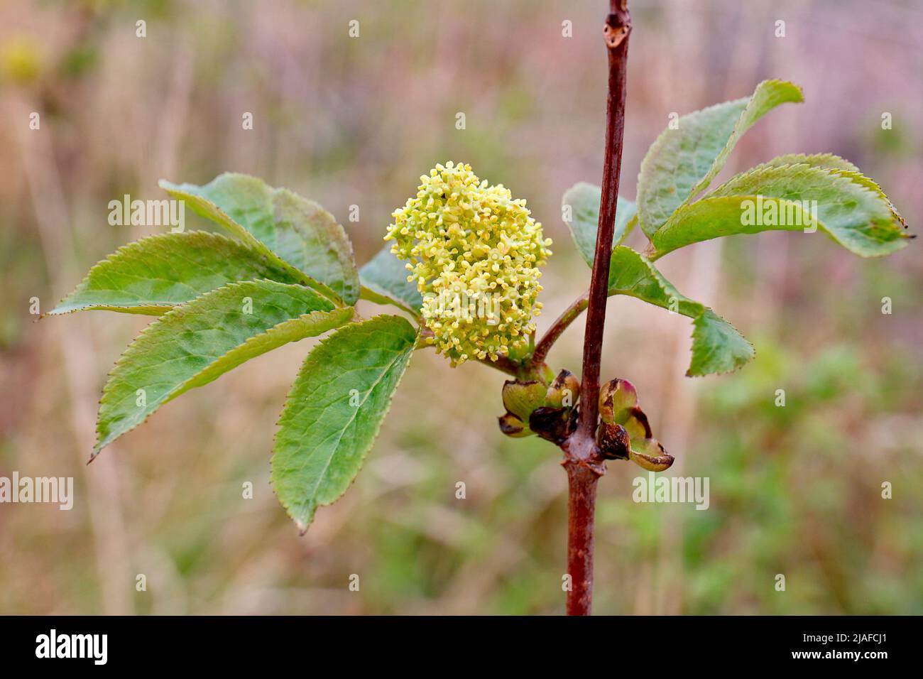 European red elder (Sambucus racemosa), blooming, Germany, North Rhine ...