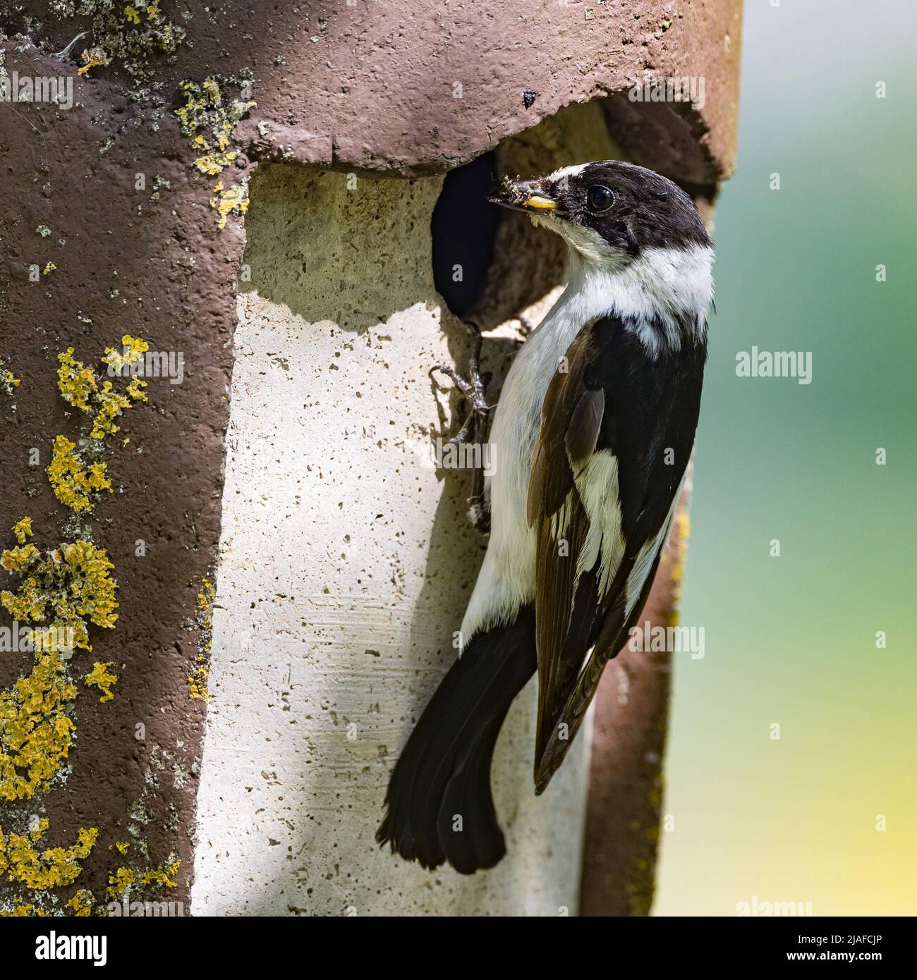 collared flycatcher (Ficedula albicollis), male perching at the nest ...