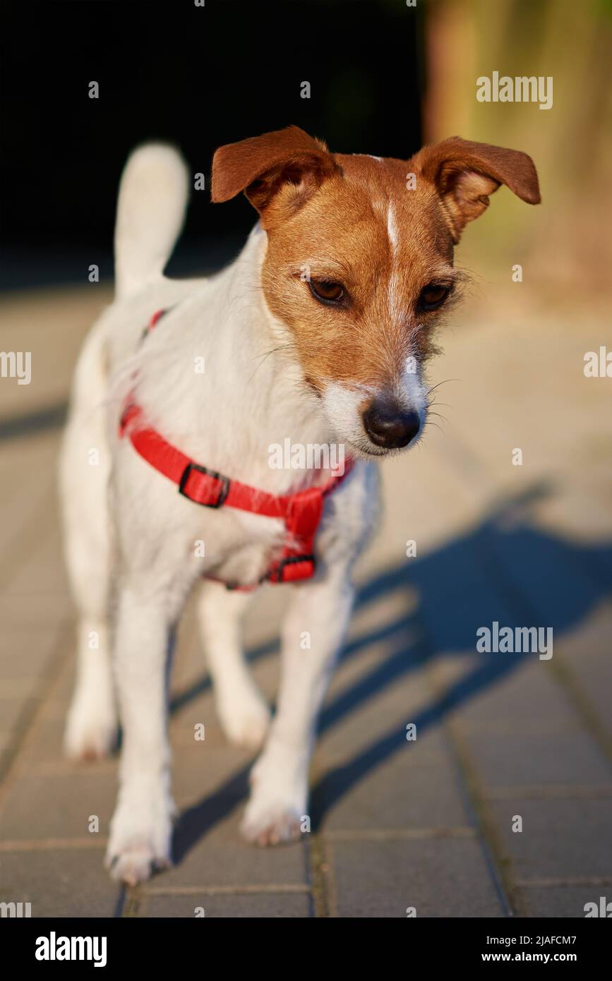 Pappy Jack Dog
