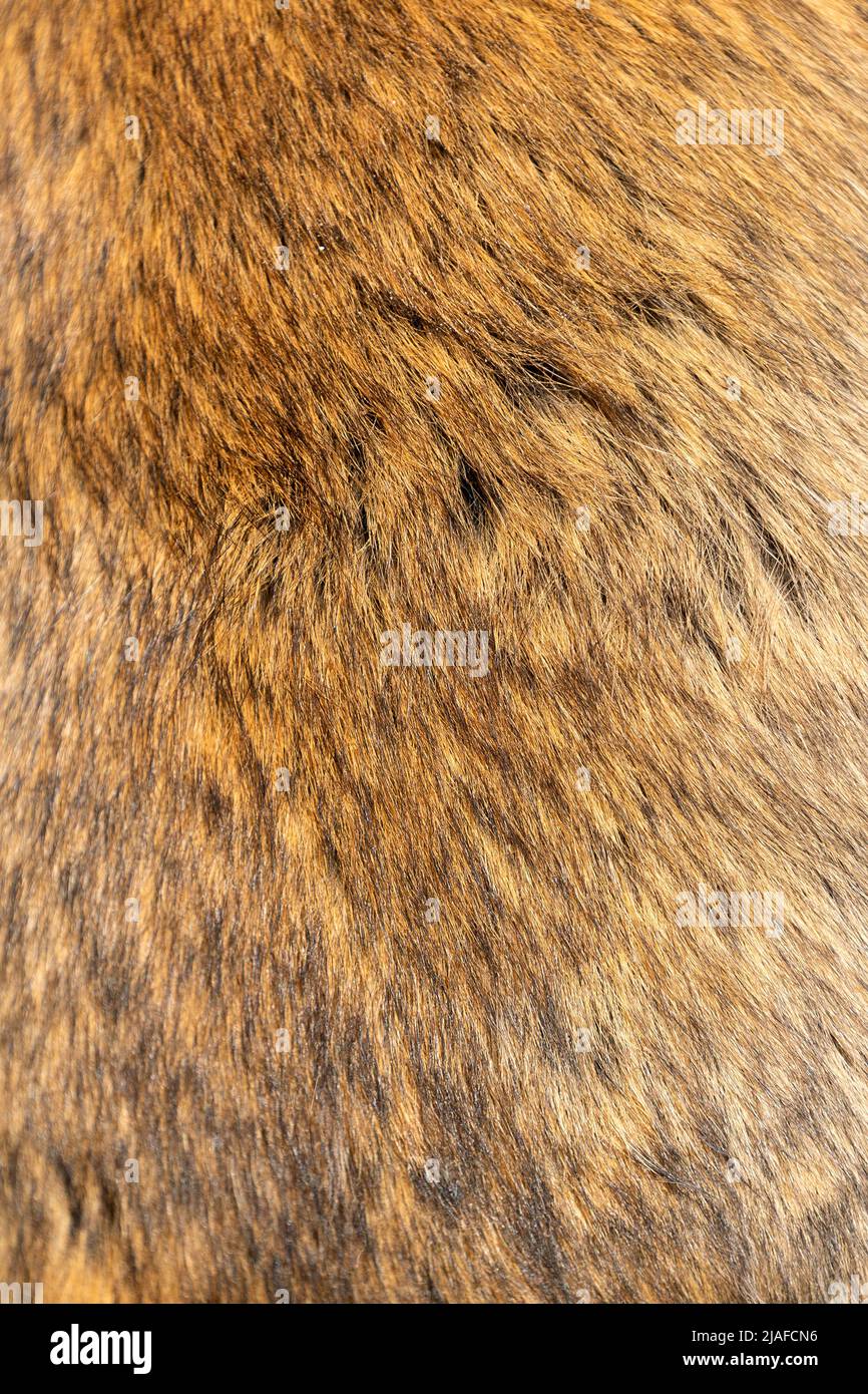 barbary ape, barbary macaque (Macaca sylvanus), fur on the back Stock ...