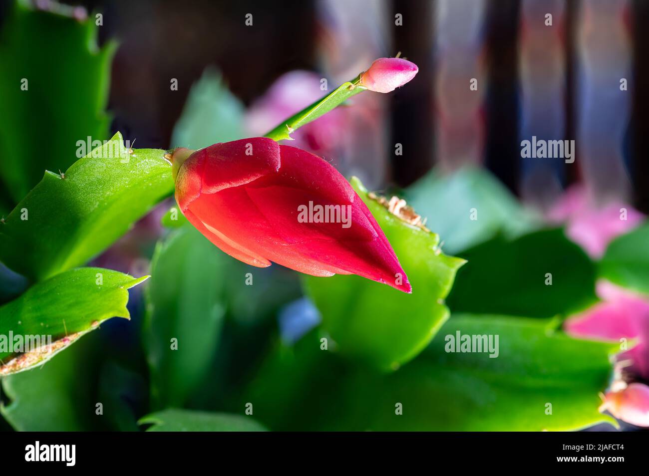 Christmas cactus - Schlumbergera Stock Photo - Alamy