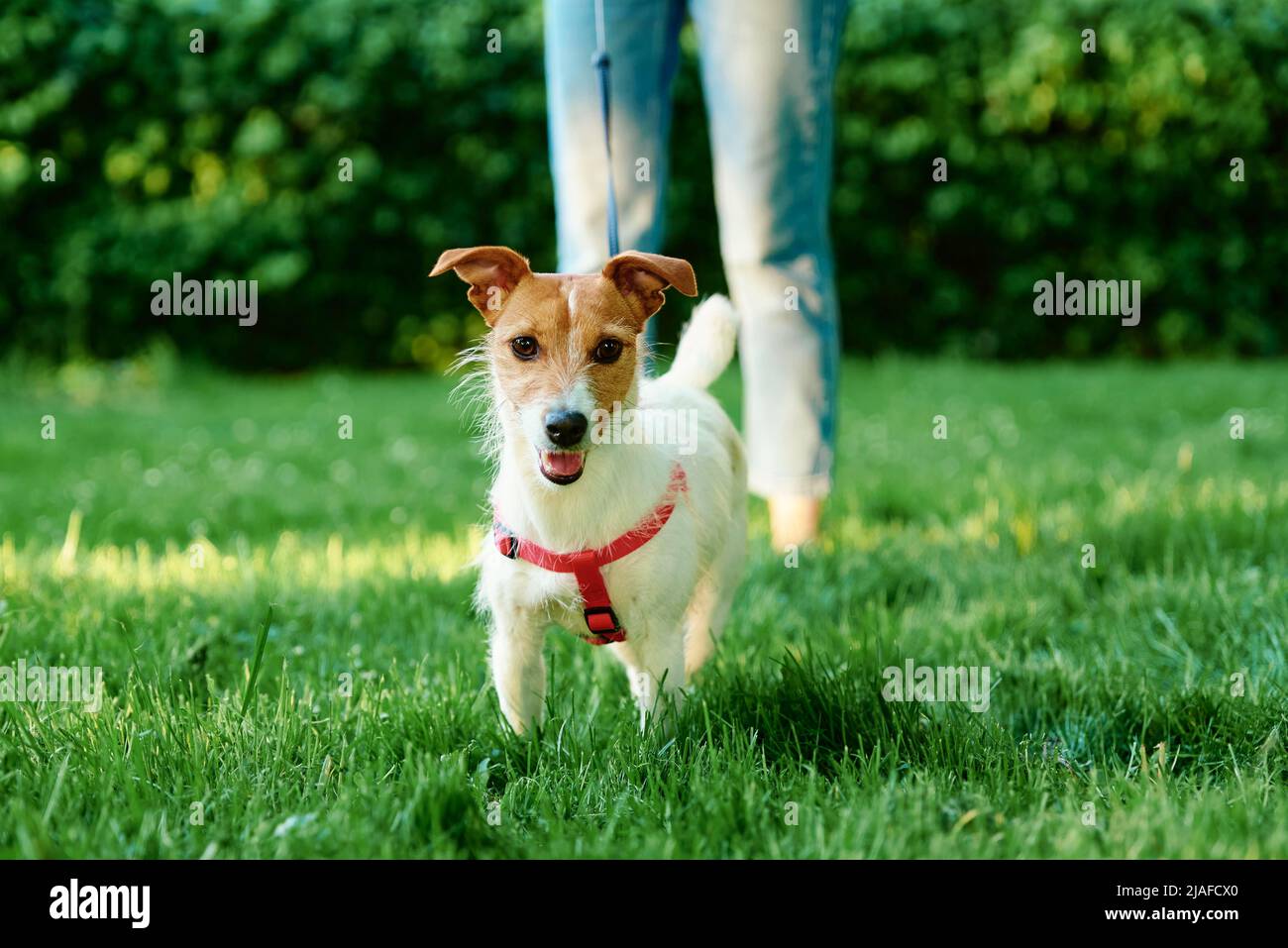 Cute dog walking at park with green grass, Woman walks with her dog ...