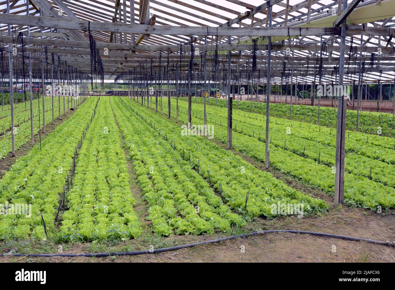Vegetable growing on the island Mahe, Seychelles Stock Photo - Alamy