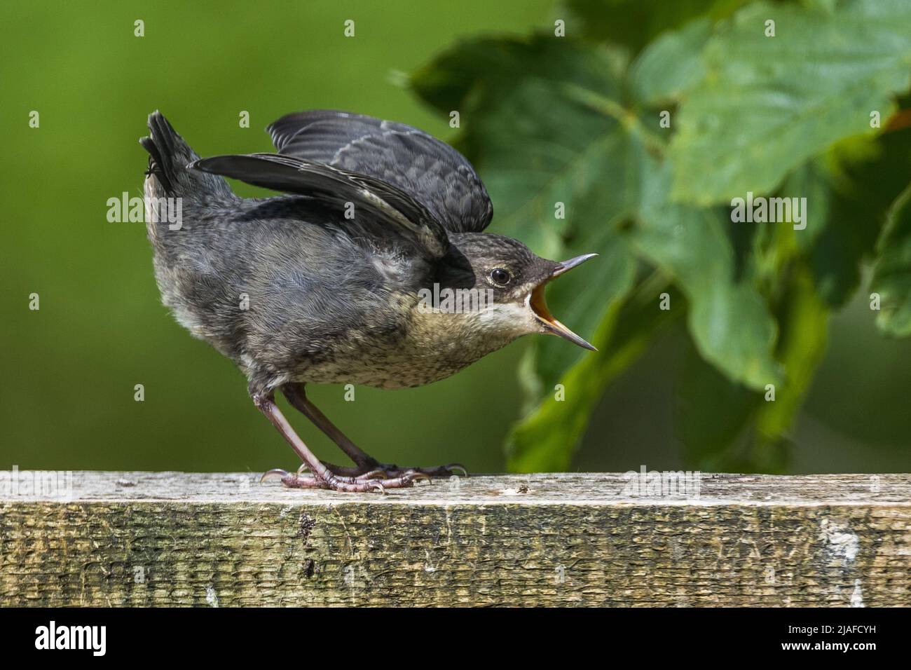 dipper (Cinclus cinclus), young bird begging for feed, side view ...