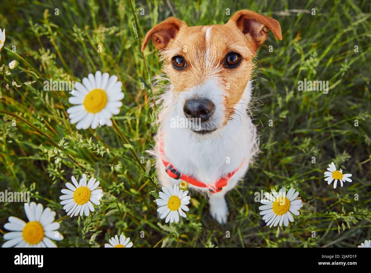 Cute dog sitting in green grass with camomile flowers and looking at ...