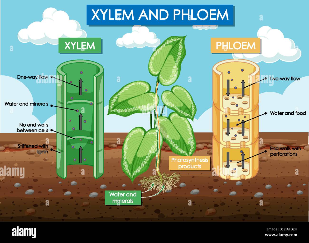 Diagram showing xylem and phloem plant illustration Stock Vector Image ...