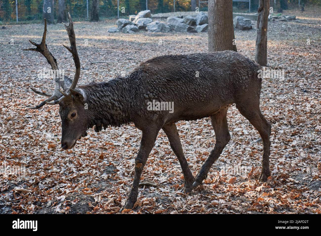 The red deer (Cervus elaphus) male portrait close up stag walking ...