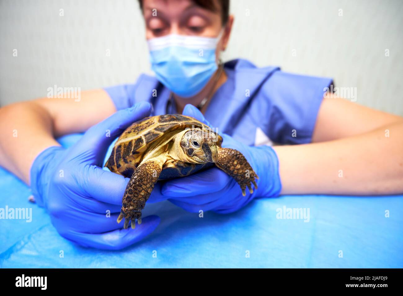 Turtle in the hands of the veterinarian. Inspection of the turtle at ...