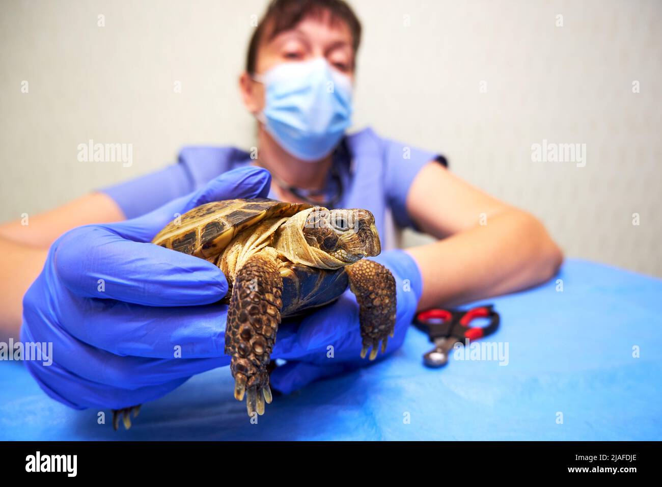 Inspection of the turtle at the veterinary clinic. Turtle in the hands ...