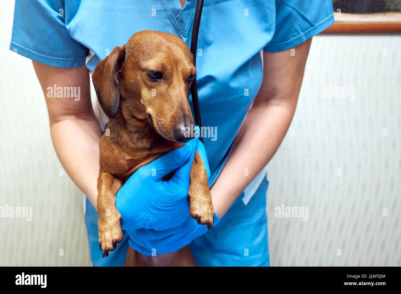 Dog at the veterinary clinic. Smooth-haired mini dachshund and ...