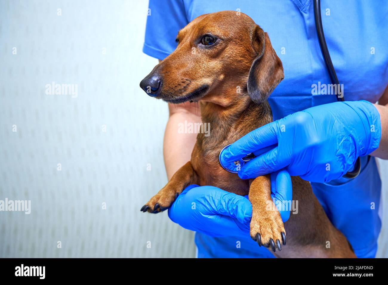 Veterinarian examining a dog. Brown dachshund in the hands of the vet ...