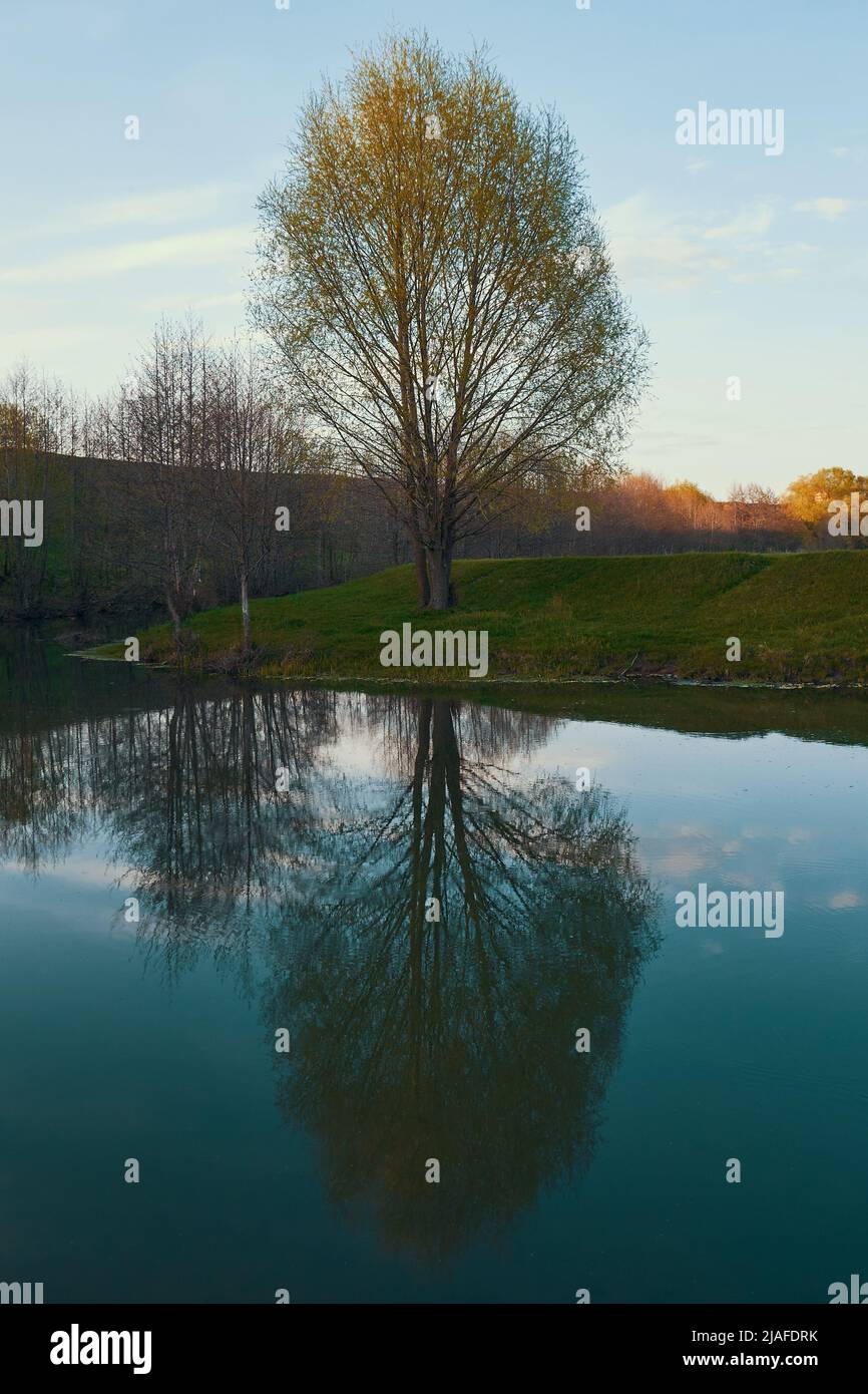 Tree with mirror reflection in water. Spring season in the countryside ...