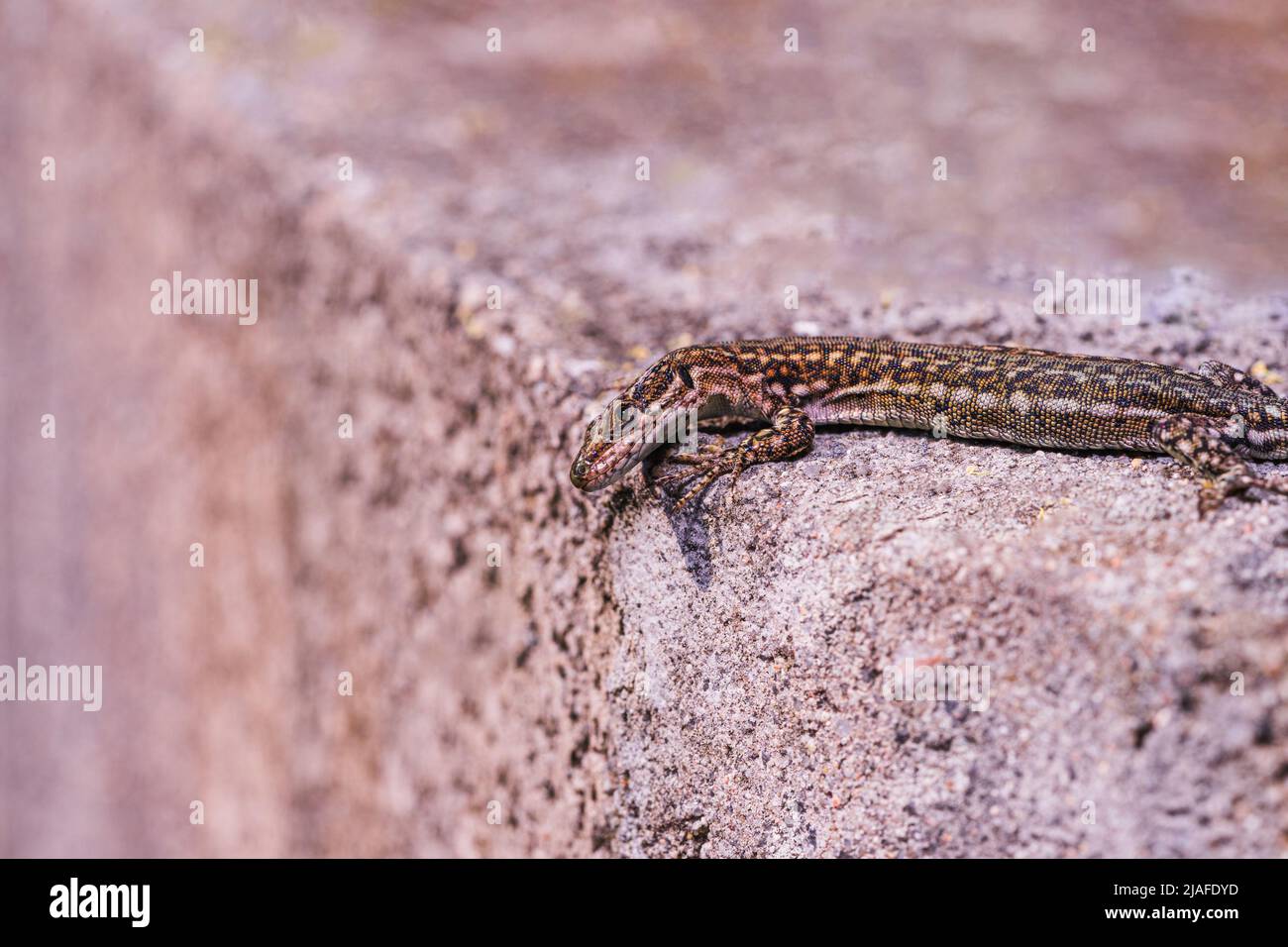 Ibiza wall lizard hi-res stock photography and images - Alamy
