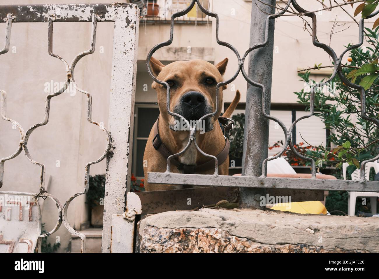 Dog of israel hi-res stock photography and images - Alamy