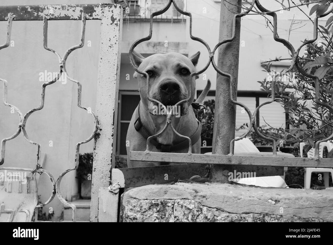 Dog of israel hi-res stock photography and images - Alamy