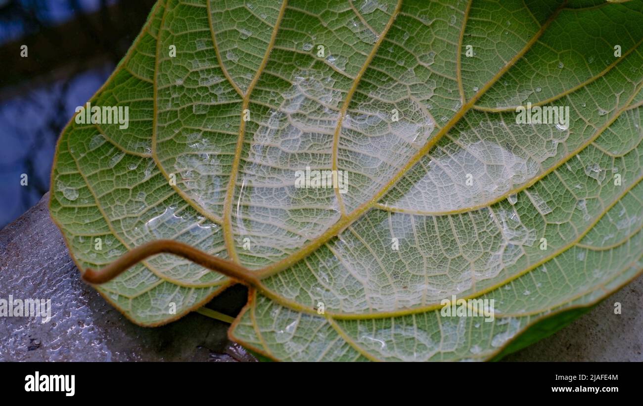 Close-up of a beautiful green leaf turned upside down with water drops ...