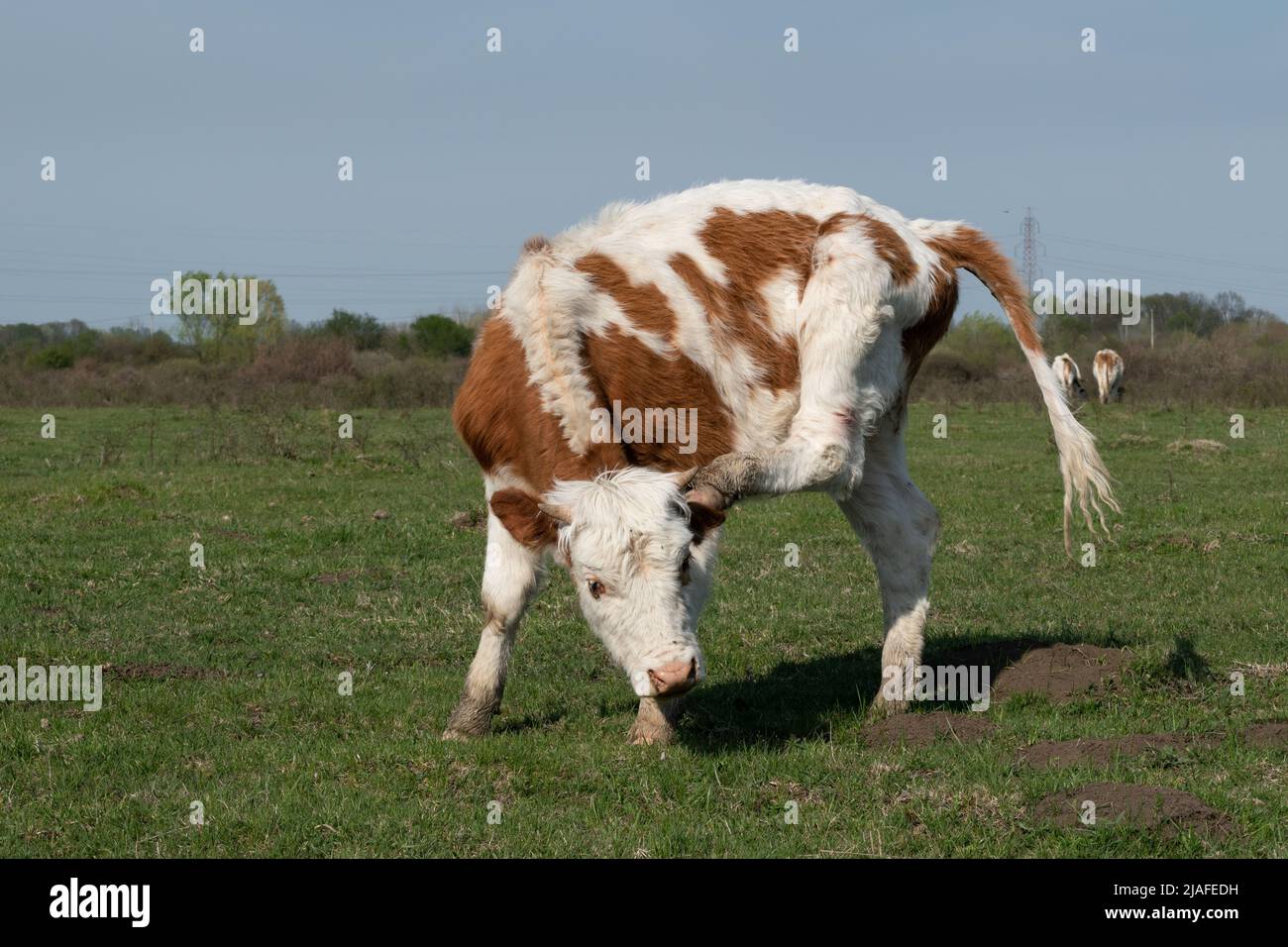 Domestic animal scratching in pasture, cow scratching itchy head with ...