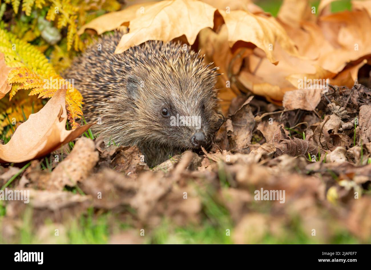 Wild, native hedgehog foraging in hedgehog friendly garden. Taken ...