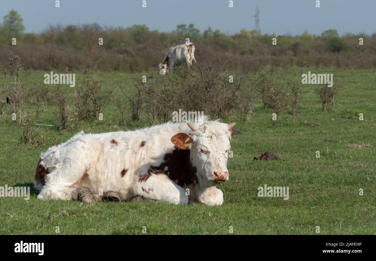 Cow laying down hi-res stock photography and images - Alamy