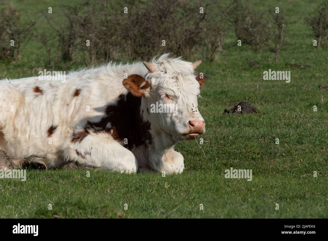 Bovine drool hi-res stock photography and images - Alamy