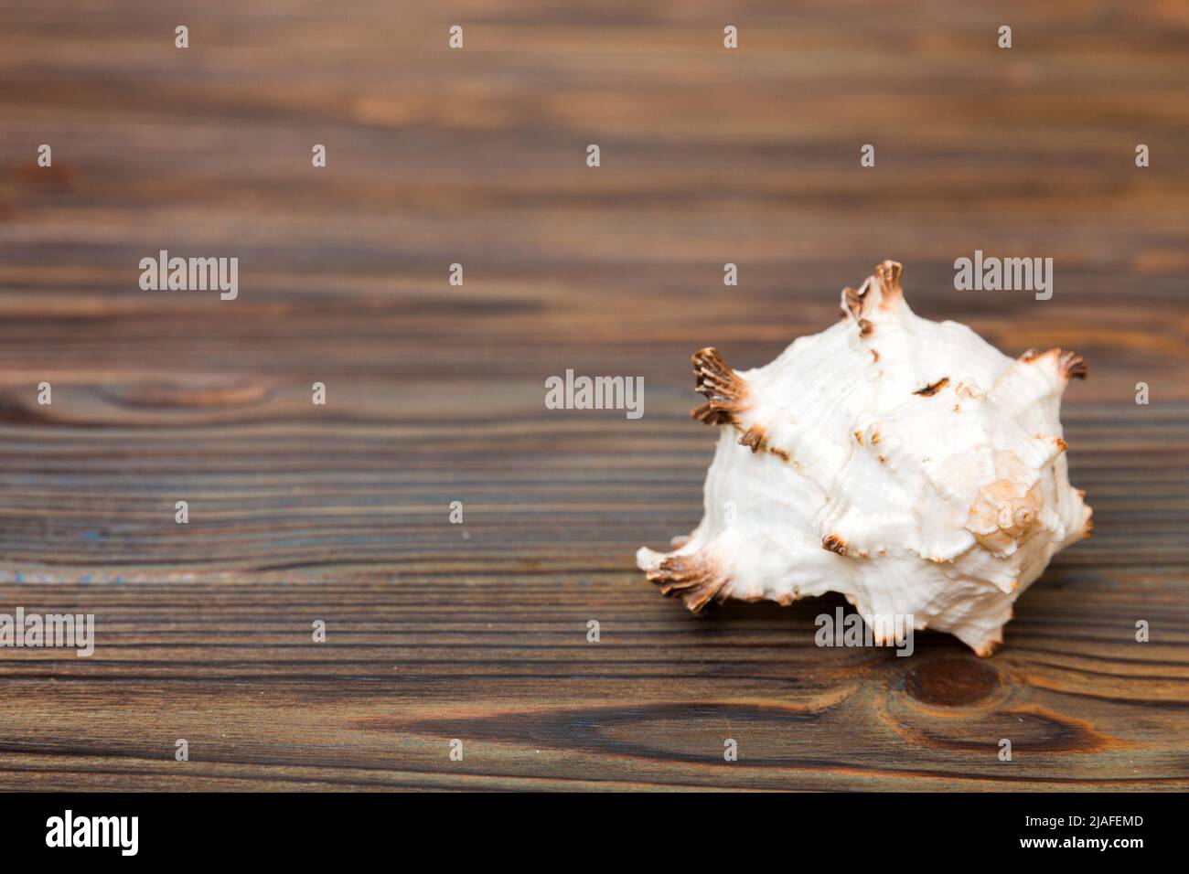 Beach seashells on colored background. Mock up with copy space Stock ...