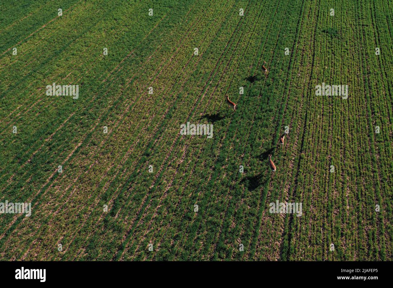 Aerial grass field hi-res stock photography and images - Alamy